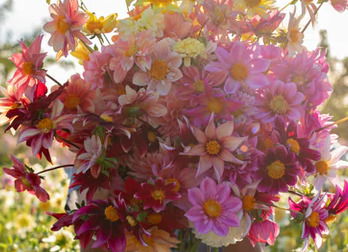 Floret Dahlia Mystery pack 5 | Firefly Fields NW