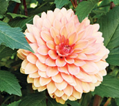 Nicholas | Firefly Fields NW