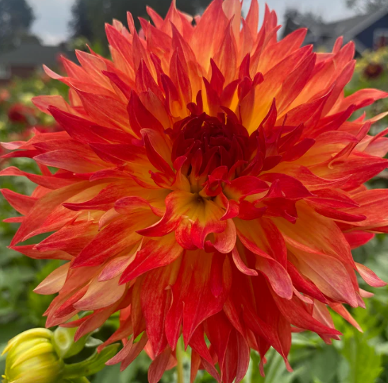 Wilberforce | Firefly Fields NW