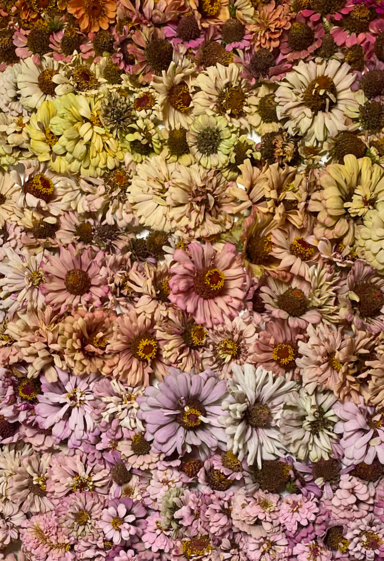 Zinnia seeds- open pollinated | Firefly Fields NW