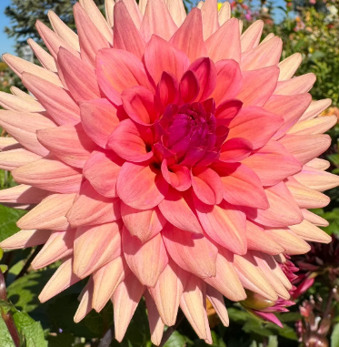 Barefoot | Firefly Fields NW