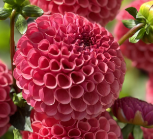 Ferncliff Rusty | Firefly Fields NW