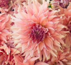 Fairway Spur | Firefly Fields NW